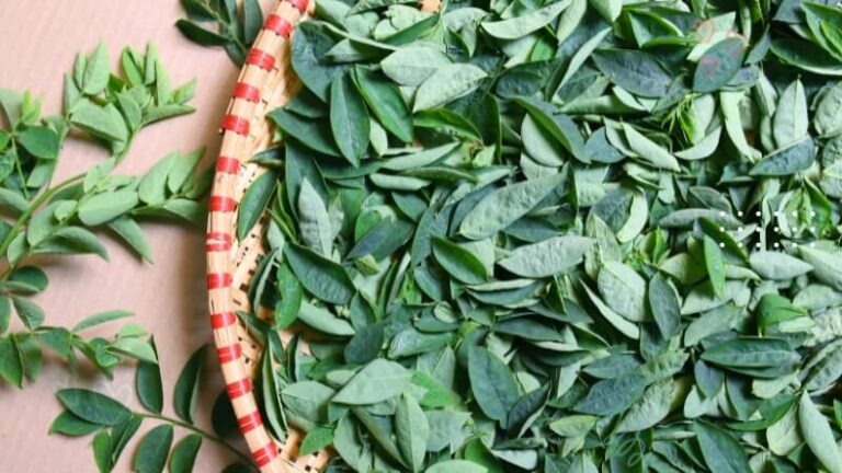3+ Manfaat Daun Katuk Untuk Ibu Menyusui dan Cara Mengolahnya